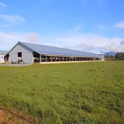 Modern Design Prefab Dairy Cow Shed Steel Structure Farm House With Cow ...