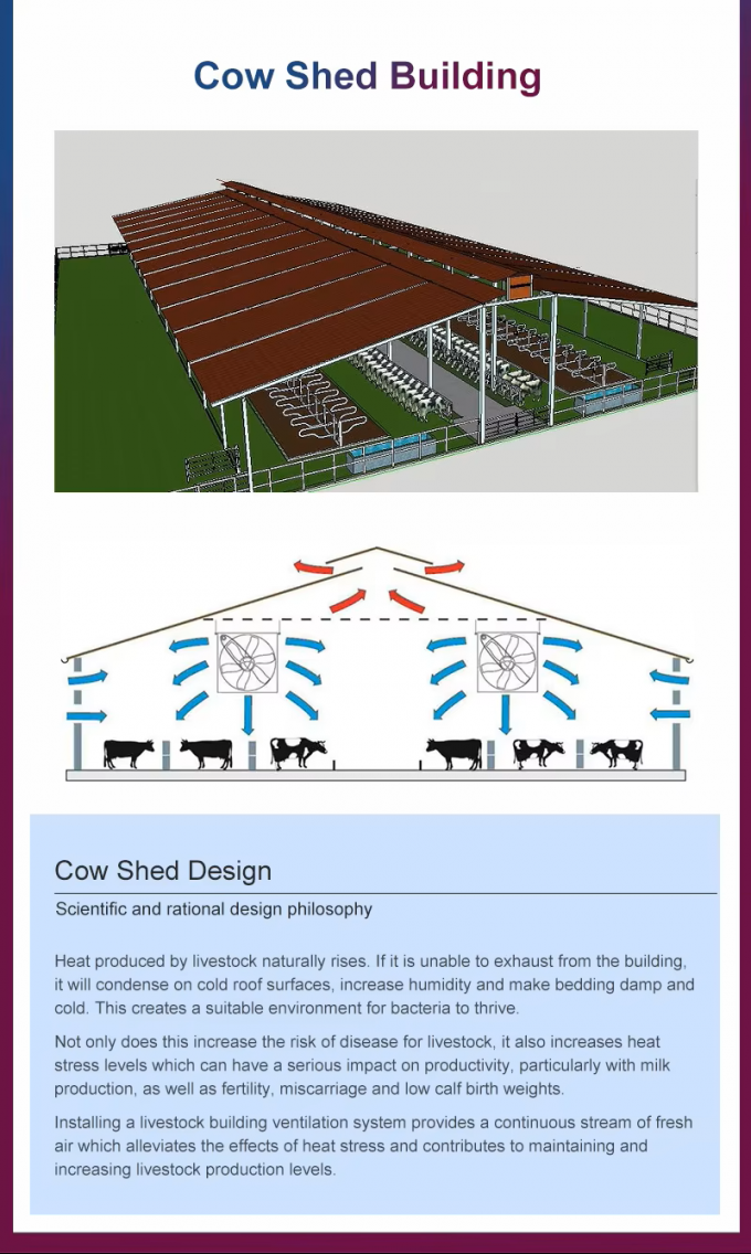 Modern Design Prefab Dairy Cow Shed Steel Structure Farm House With Cow ...